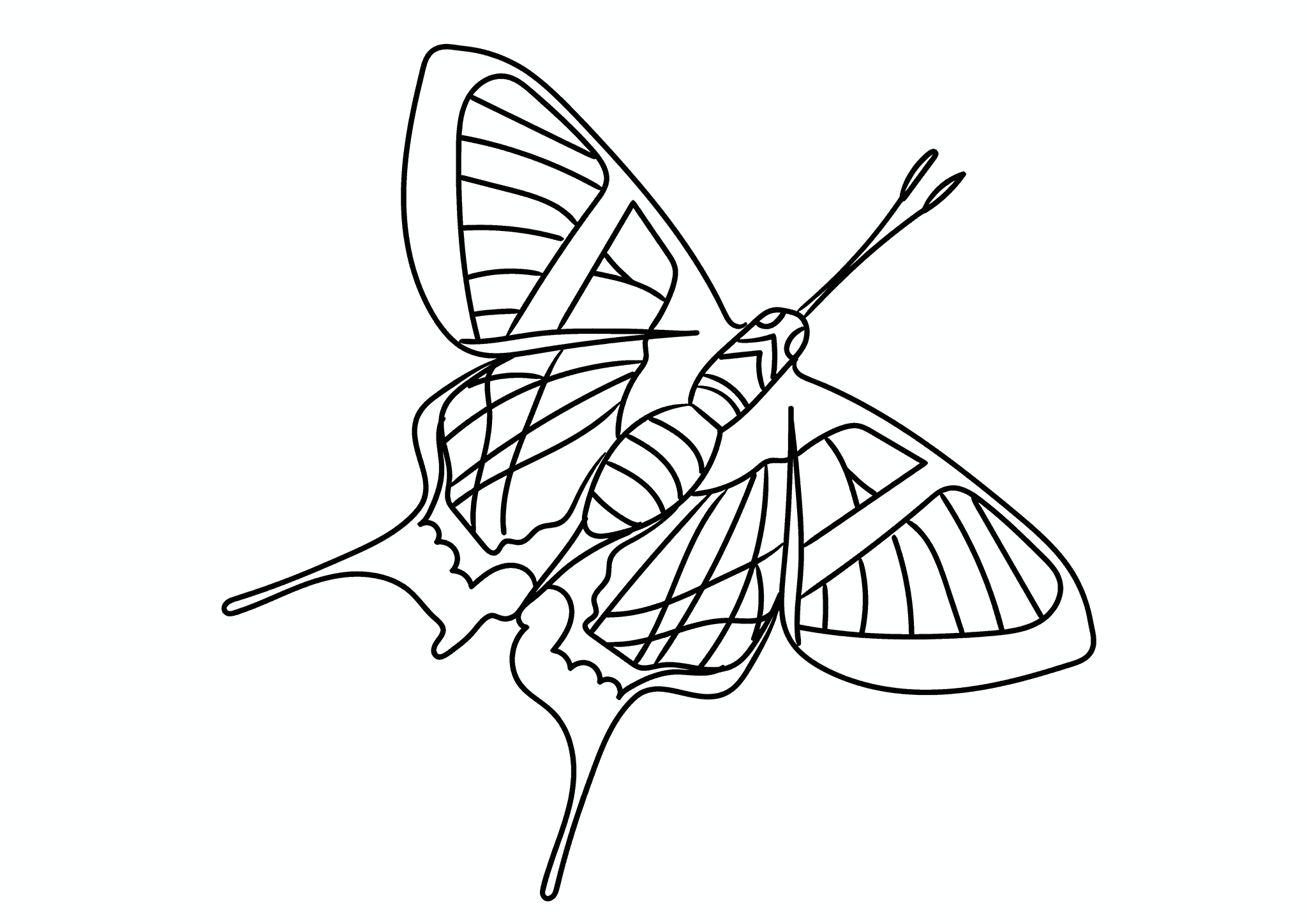 Cute Butterfly Coloring Page