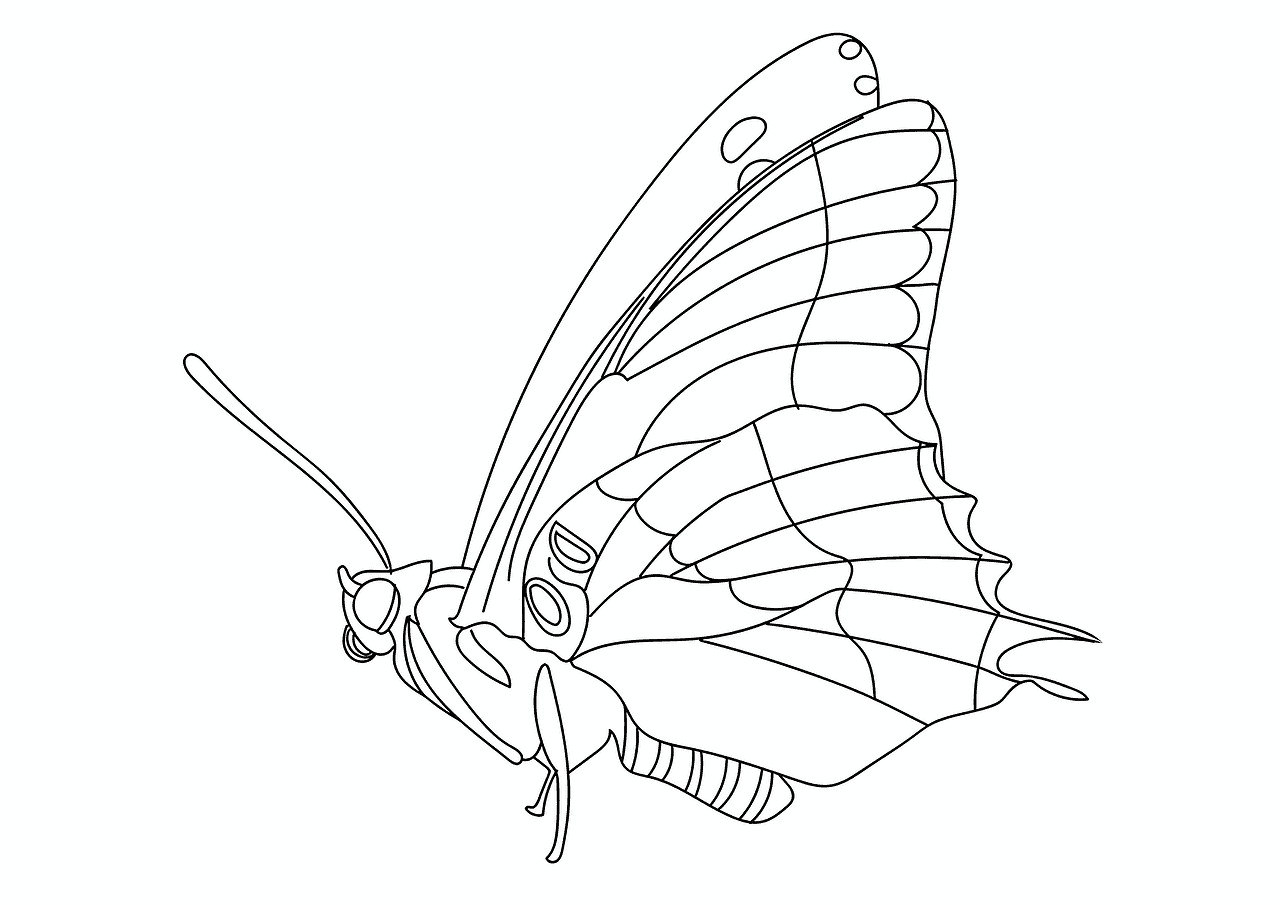 Monarch Butterfly Coloring Page